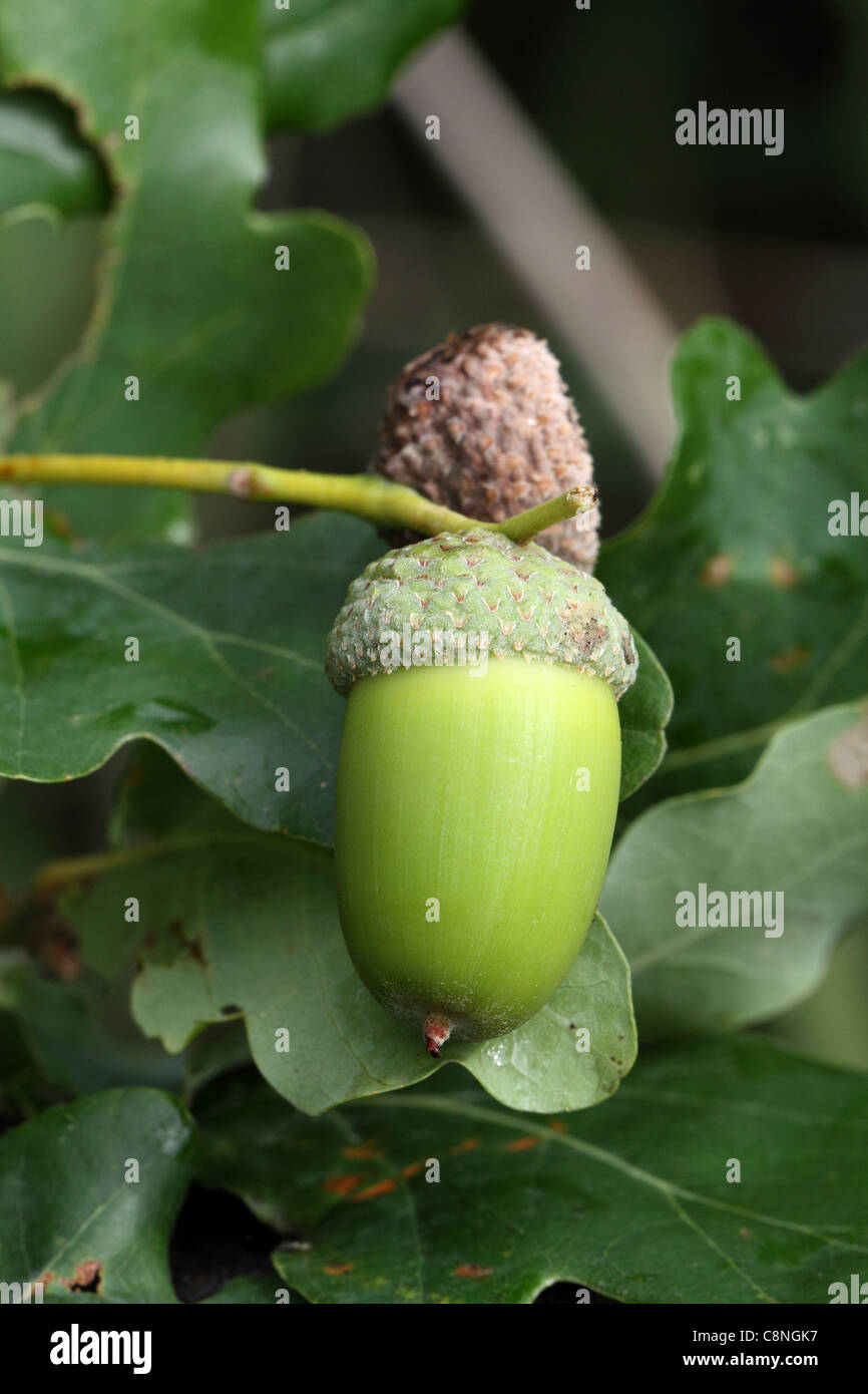 Ripe acorn hi-res stock photography and images - Alamy