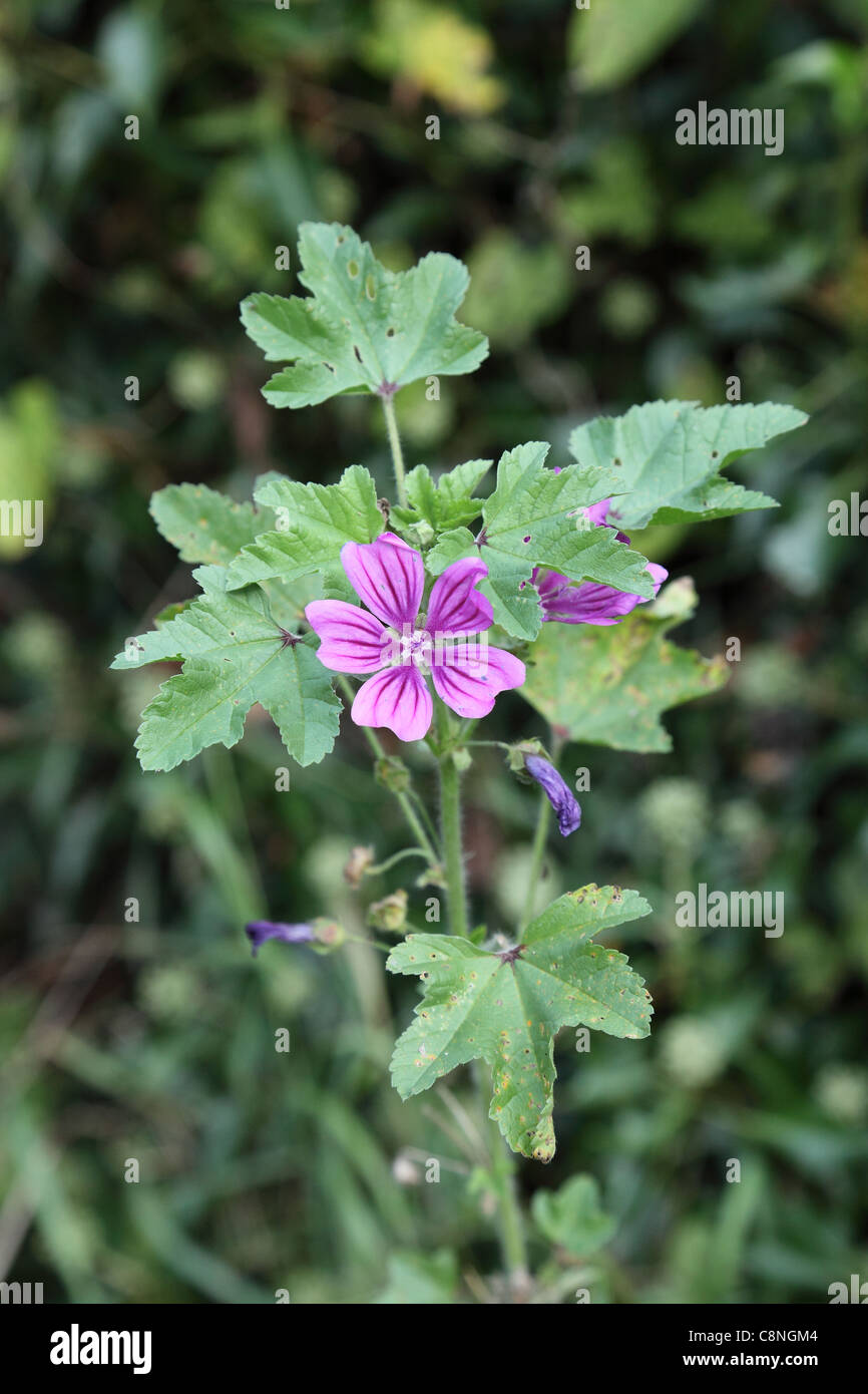 Common wild plant hi-res stock photography and images - Alamy