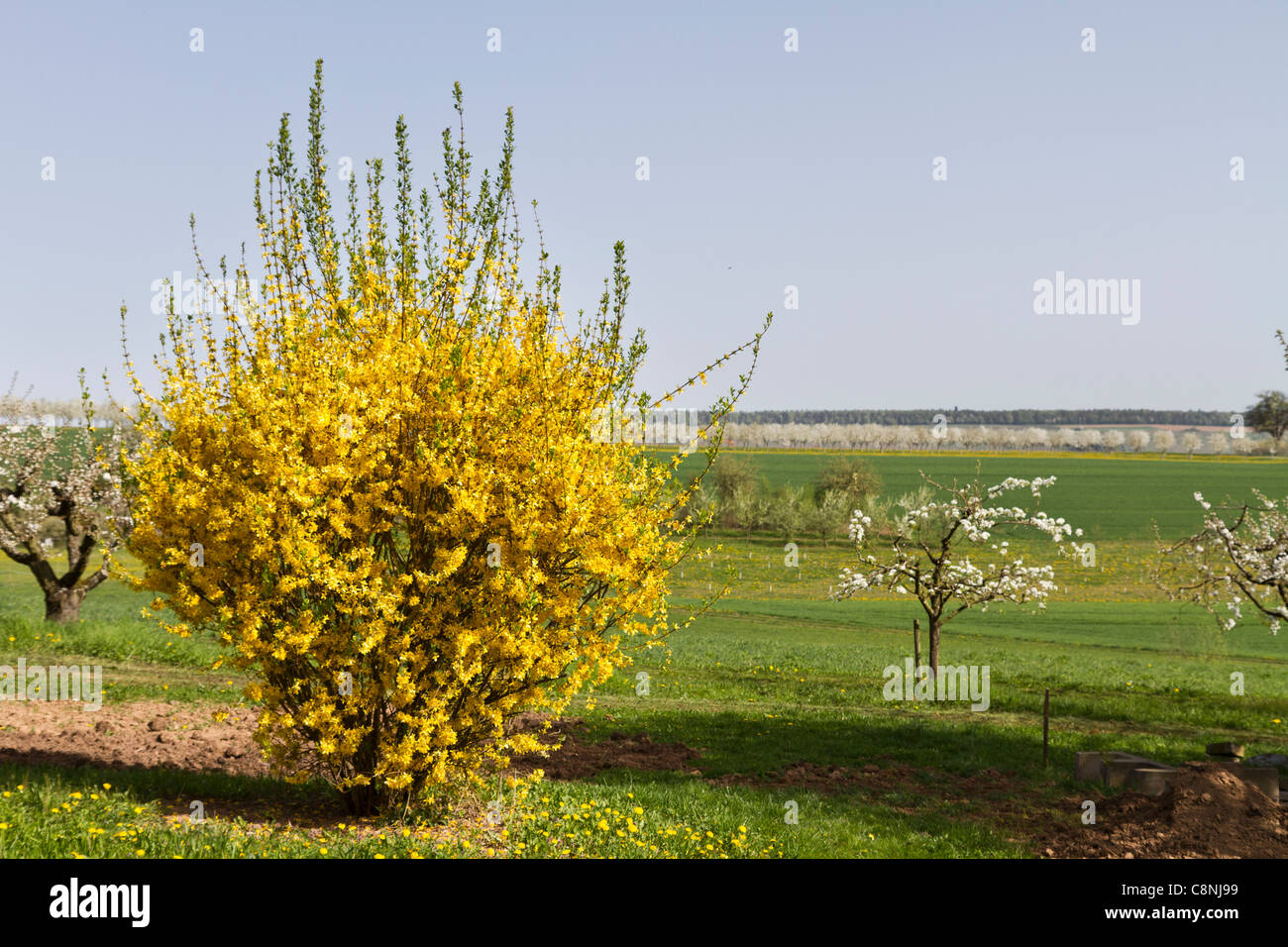 outdoor landscape with yellow scrub and grassland Stock Photo - Alamy