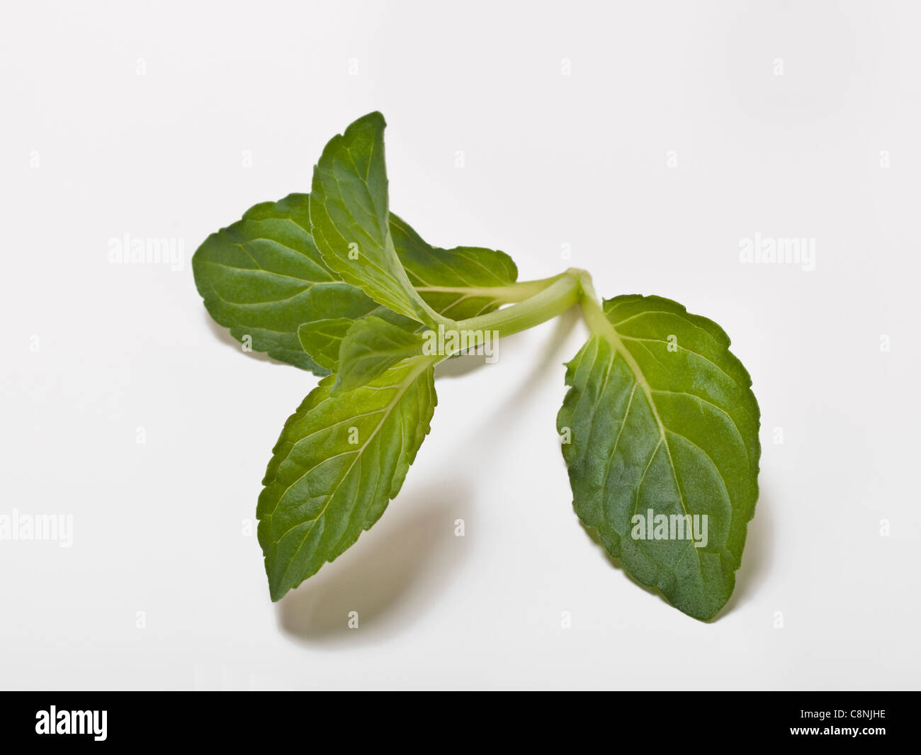 Detail photo of mint leaves Stock Photo - Alamy