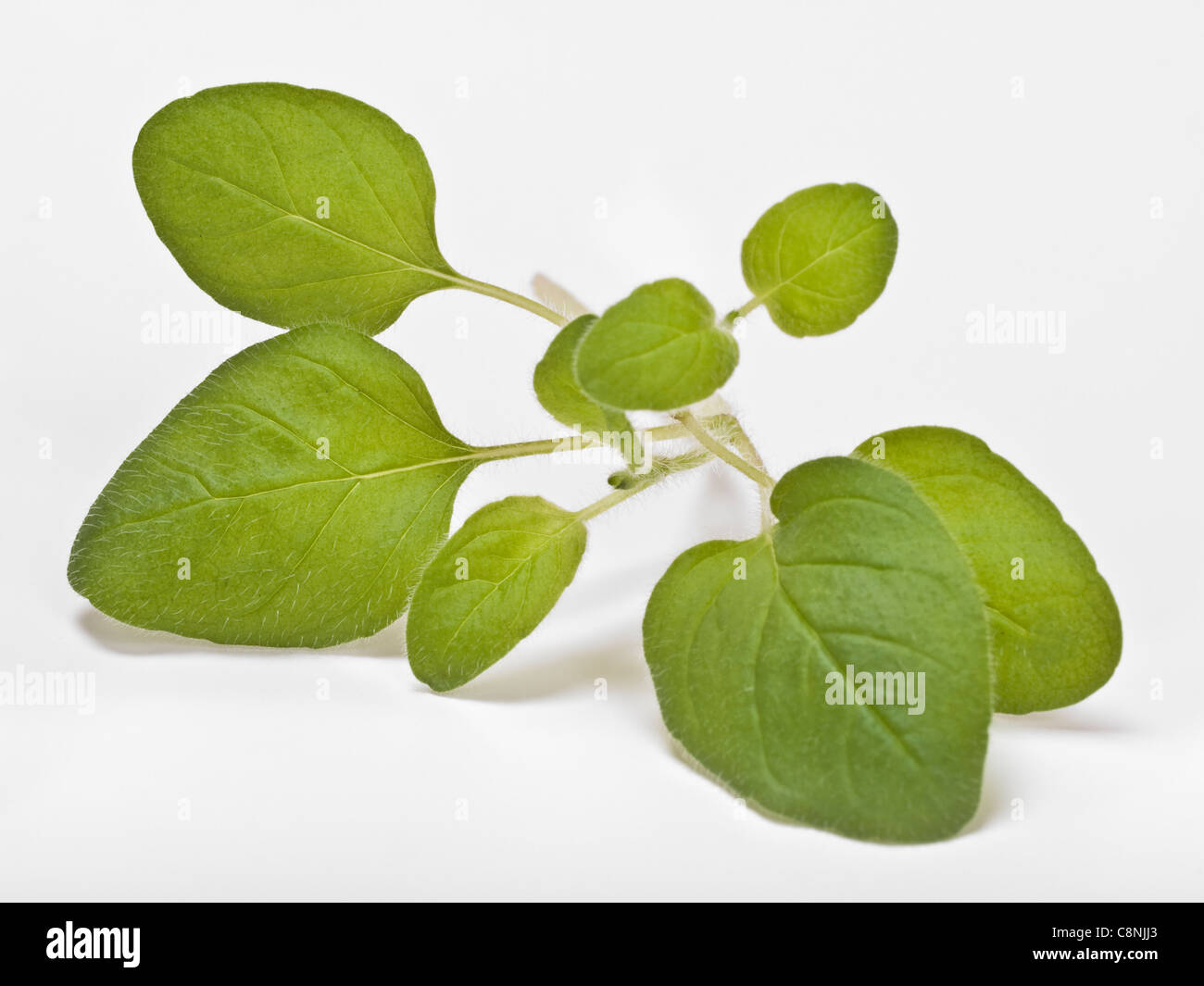 Detail photo of Oregano leaves Stock Photo - Alamy