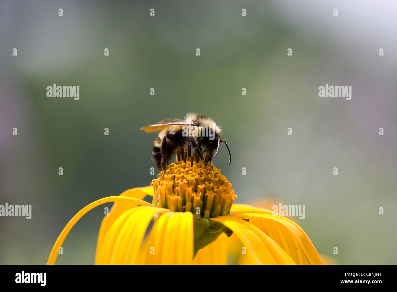 Bumble Bee (Bombus sp.) on Jerusalem Artichoke (Helianthus tuberosus ...