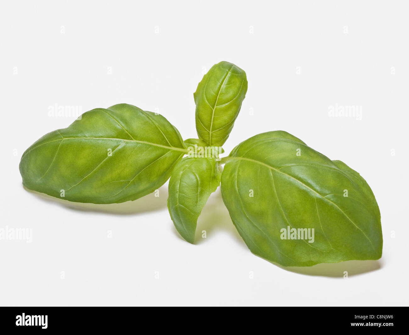 Detail photo of Basil leaves Stock Photo - Alamy