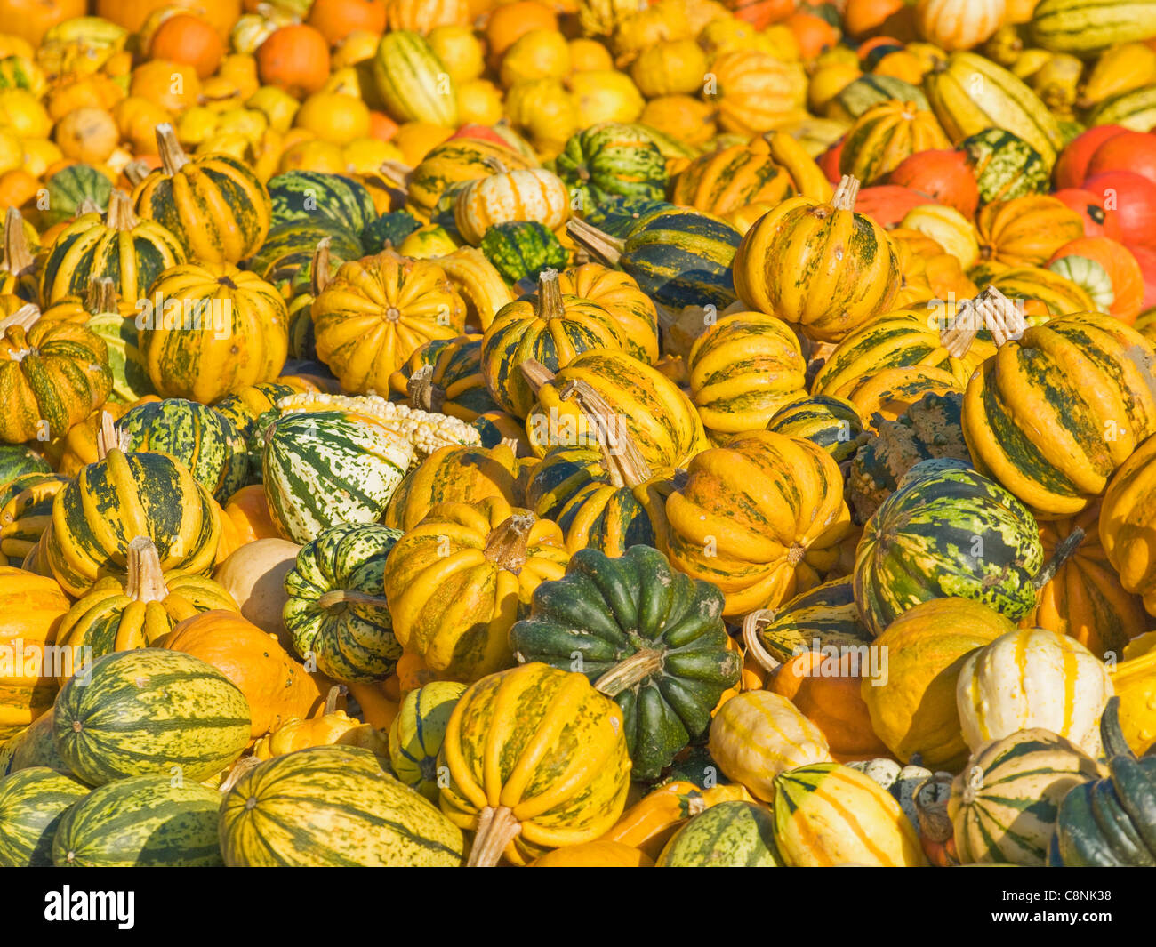 a lot of decorating pumpkins Stock Photo - Alamy