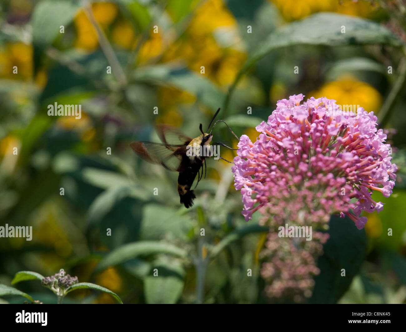 Clearwing hummingbird moth hi-res stock photography and images - Alamy