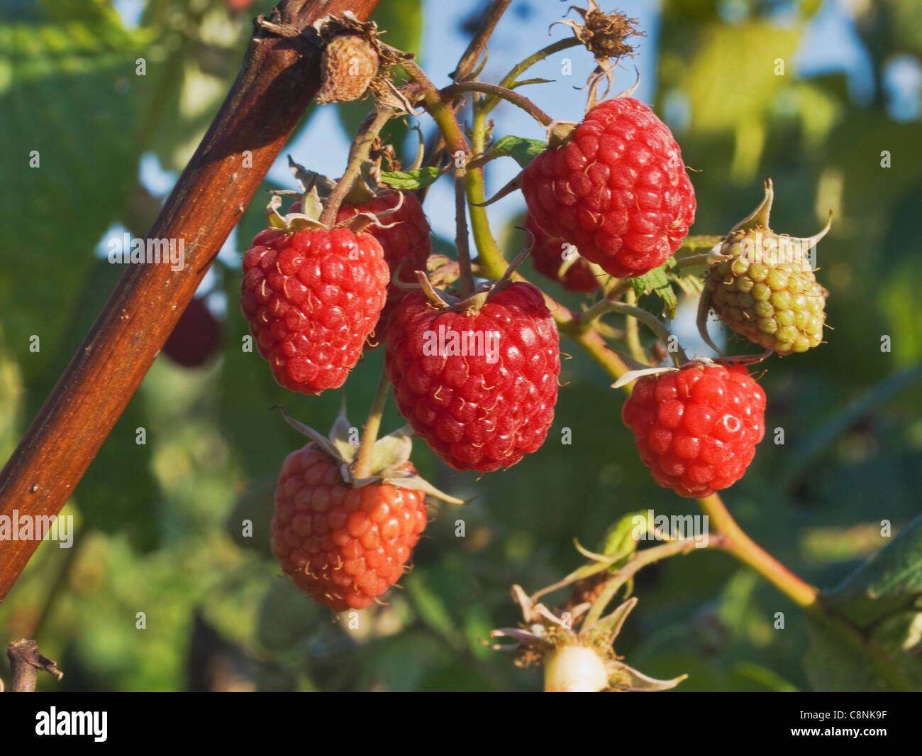 raspberries at the bush Stock Photo - Alamy