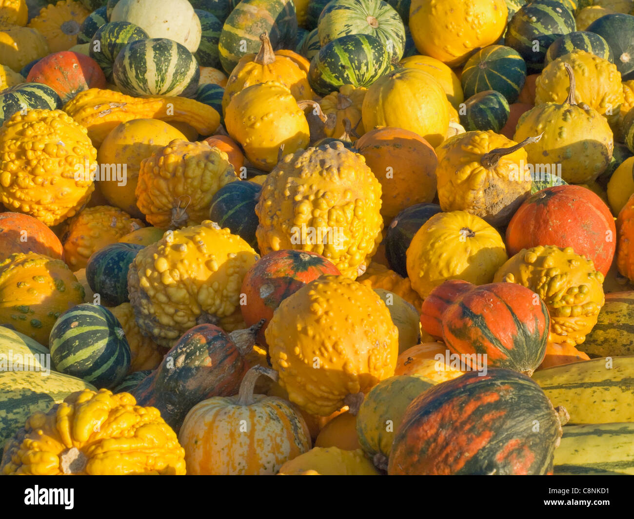 a lot of decorating pumpkins Stock Photo - Alamy