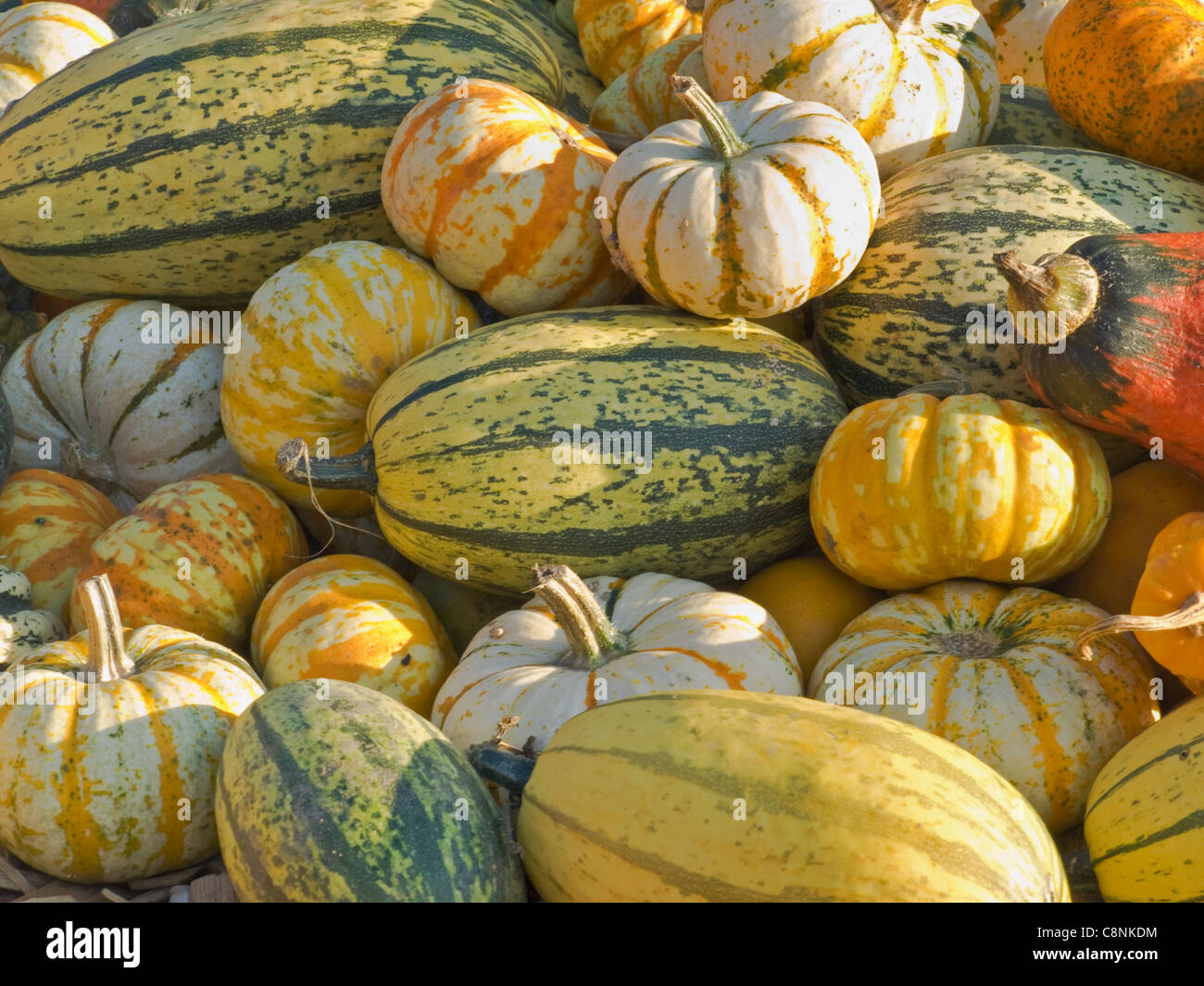 a lot of decorating pumpkins Stock Photo - Alamy