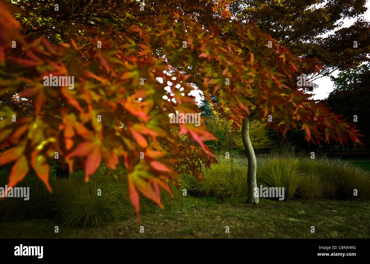 The garden of flaming autumn maple Stock Photo - Alamy