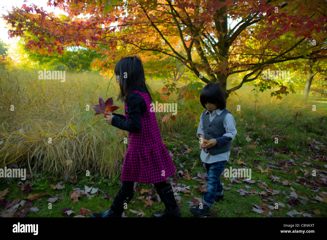 Children pick up autumn leaves hi-res stock photography and images - Alamy