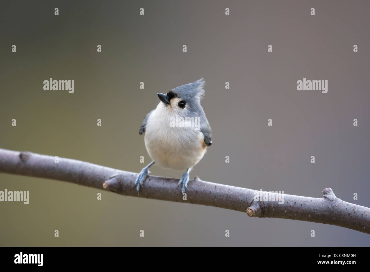 Grey titmouse hi-res stock photography and images - Alamy