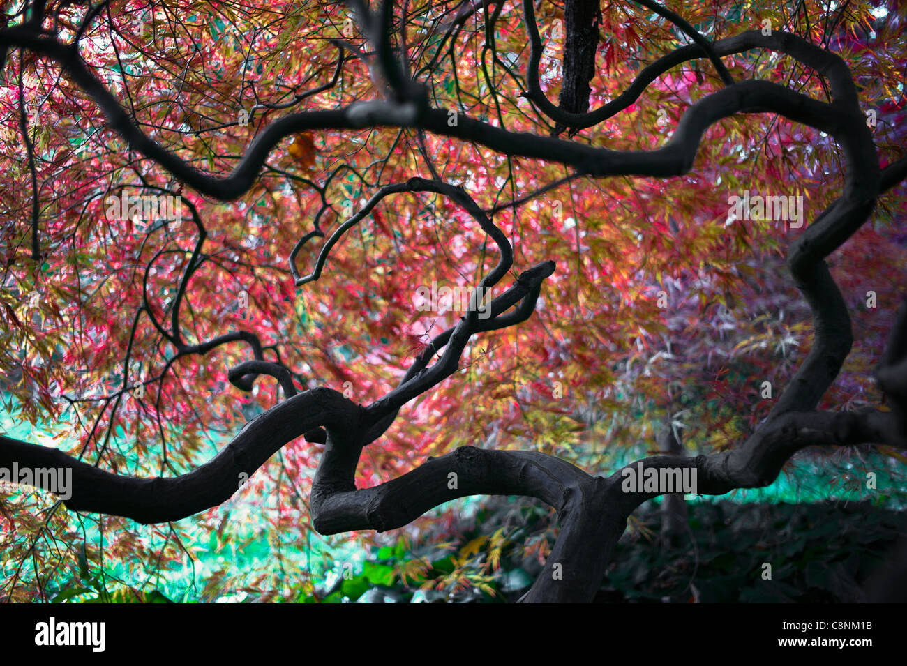 Trees of the flaming Fall Garden Twisted trunk of an Acer palmatum ...