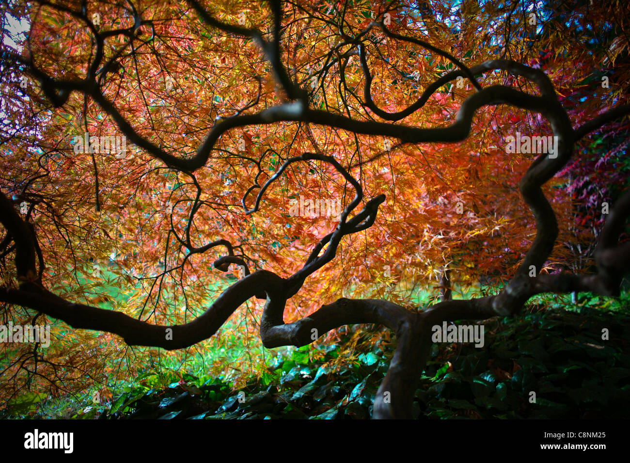 Trees of the flaming Fall Garden Red frame (Japanese maple Stock Photo ...