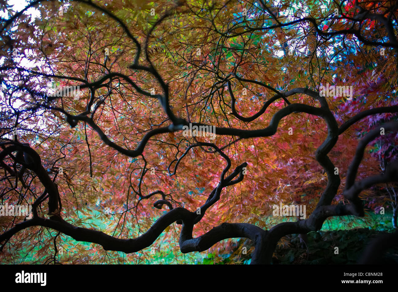 Trees of the flaming Fall Garden dwarf Maple palm leaf Stock Photo - Alamy
