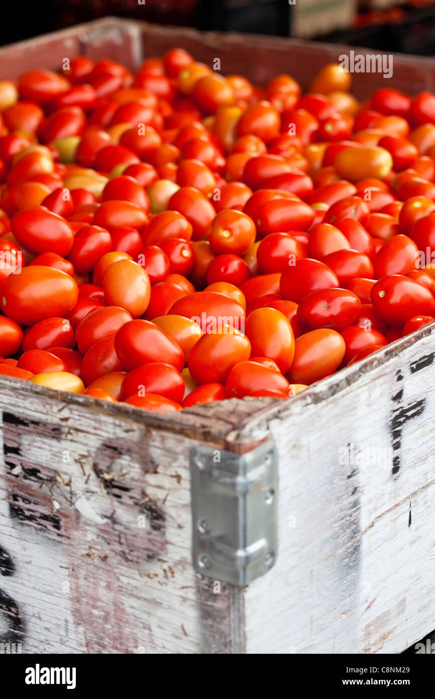 Bin of Roma Tomatoes, Okanagan Valley, Osoyoos, British Columbia ...