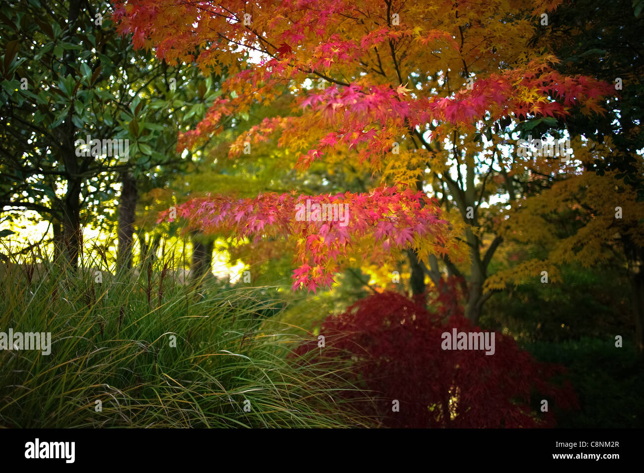 Flaming Red Maple Trees High Resolution Stock Photography and Images ...