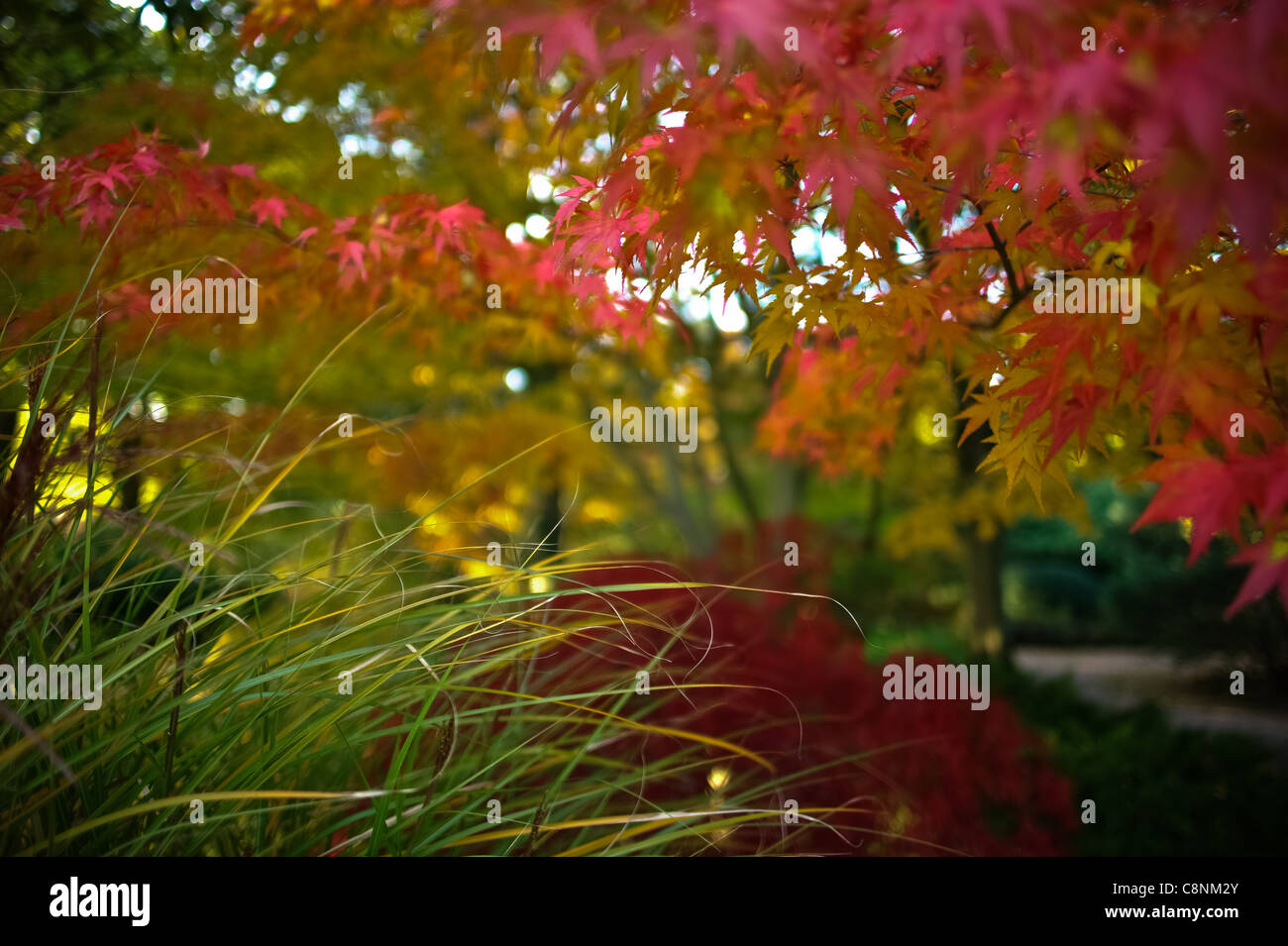 Trees of the flaming Fall Garden Magic of color in the trees Stock ...