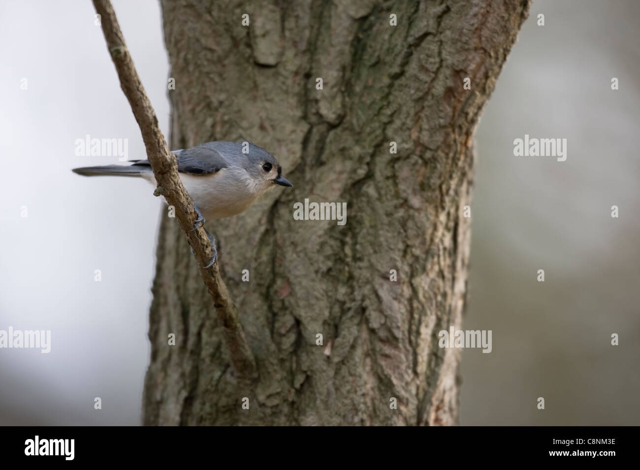 Tufted Titmouse (Baeolophus bicolor) in a tree in Winter Stock Photo ...