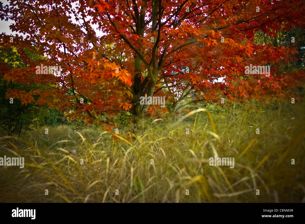 Flaming red autumn colour hi-res stock photography and images - Alamy