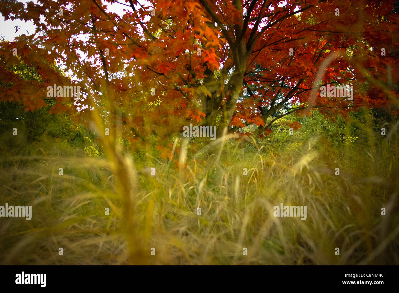 Flaming red maple trees hi-res stock photography and images - Alamy
