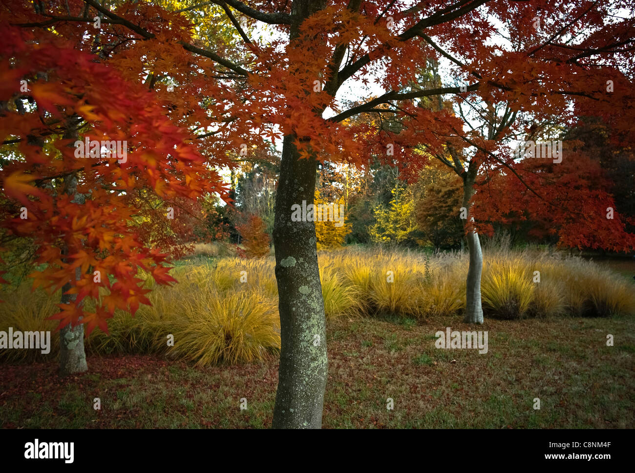 Trees of the flaming Fall Garden Maples Stock Photo - Alamy