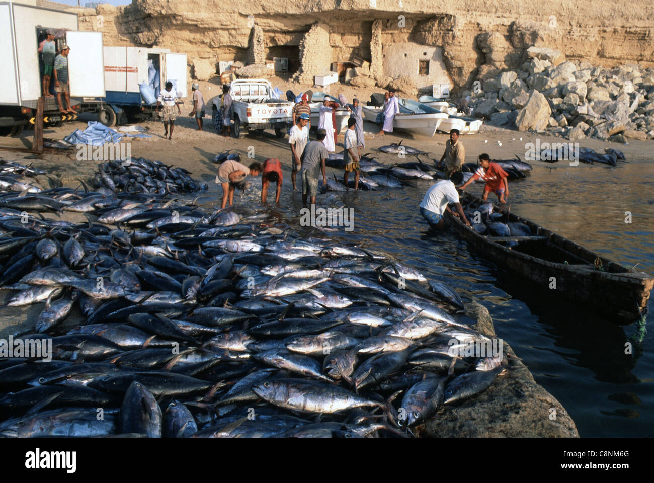 Fishermen with a big tuna catch near Sur in the Sultanate of Oman Stock ...