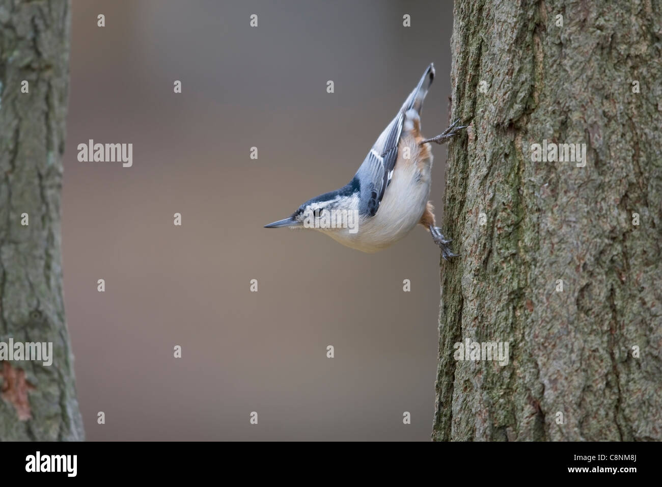 Female nuthatch hi-res stock photography and images - Alamy