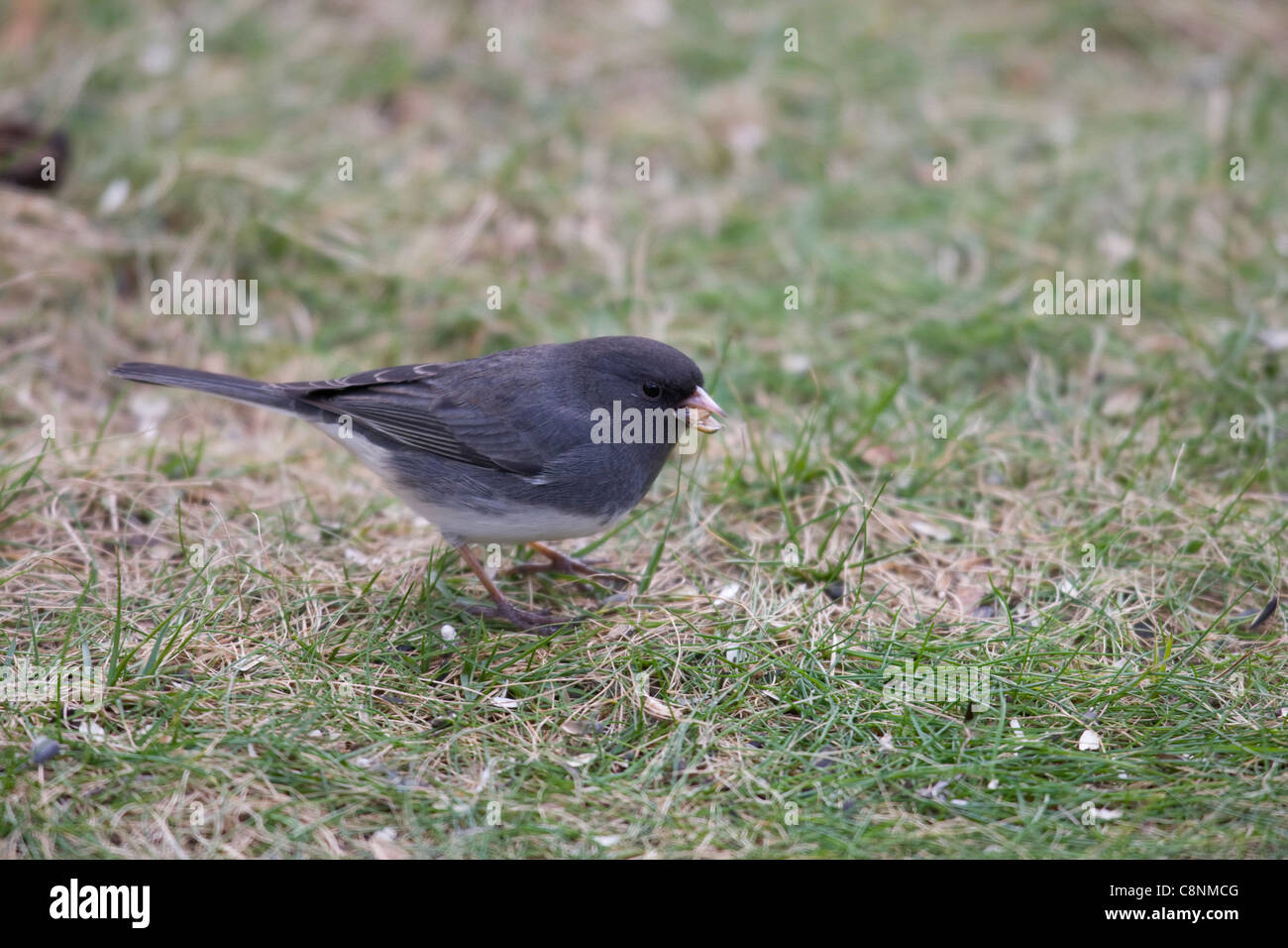 Dark-eyed Junco (Junco hyemalis hyemalis), "Slate-colored" subspecies ...