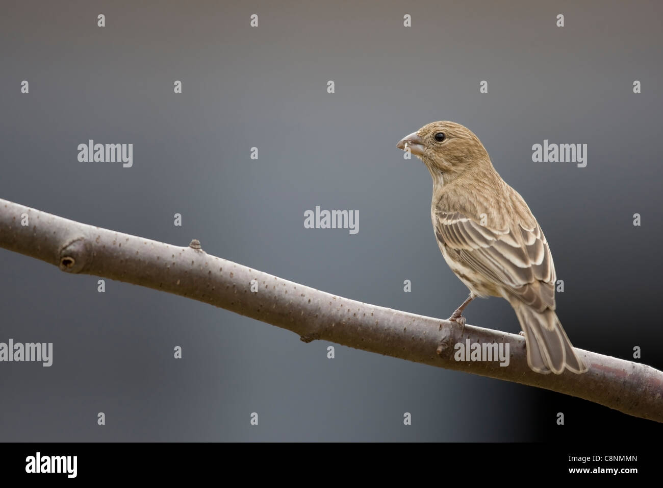 Seed eating birds hi-res stock photography and images - Alamy