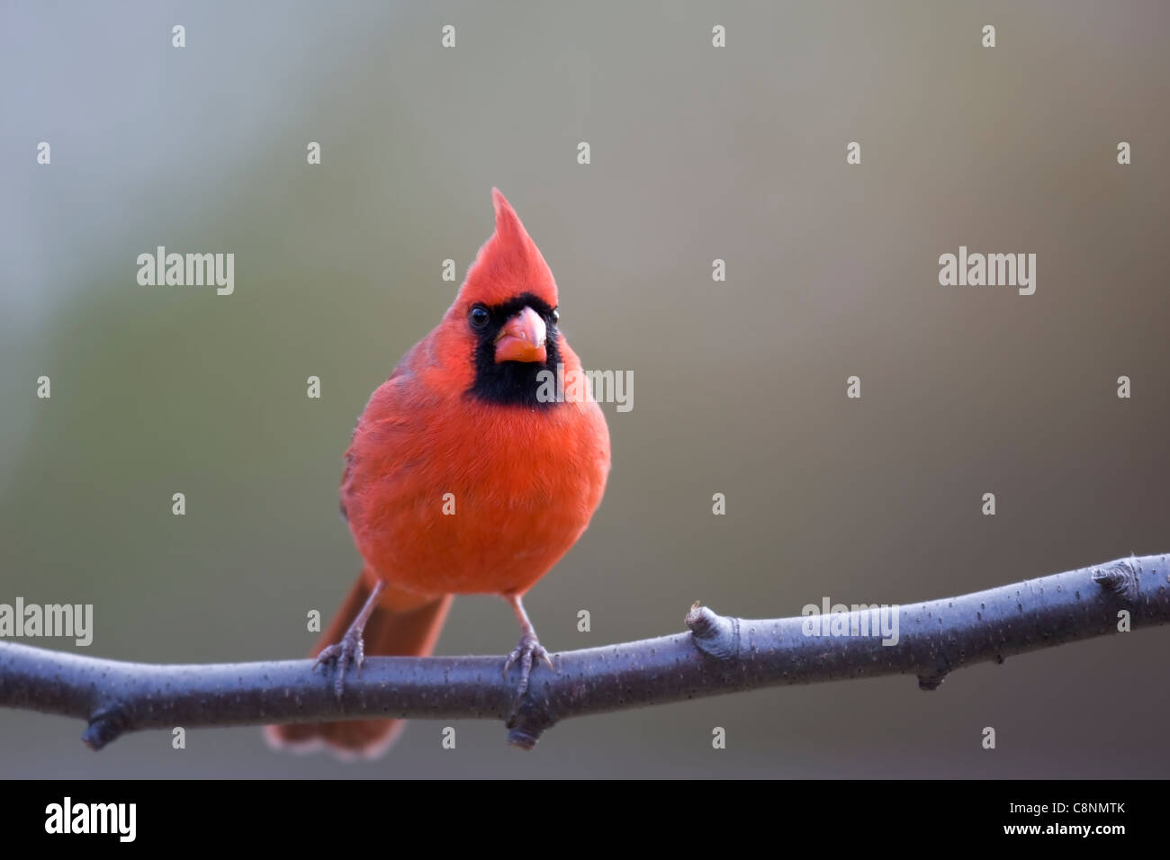 Northern Cardinal (Cardinalis cardinalis cardinalis), Common subspecies ...