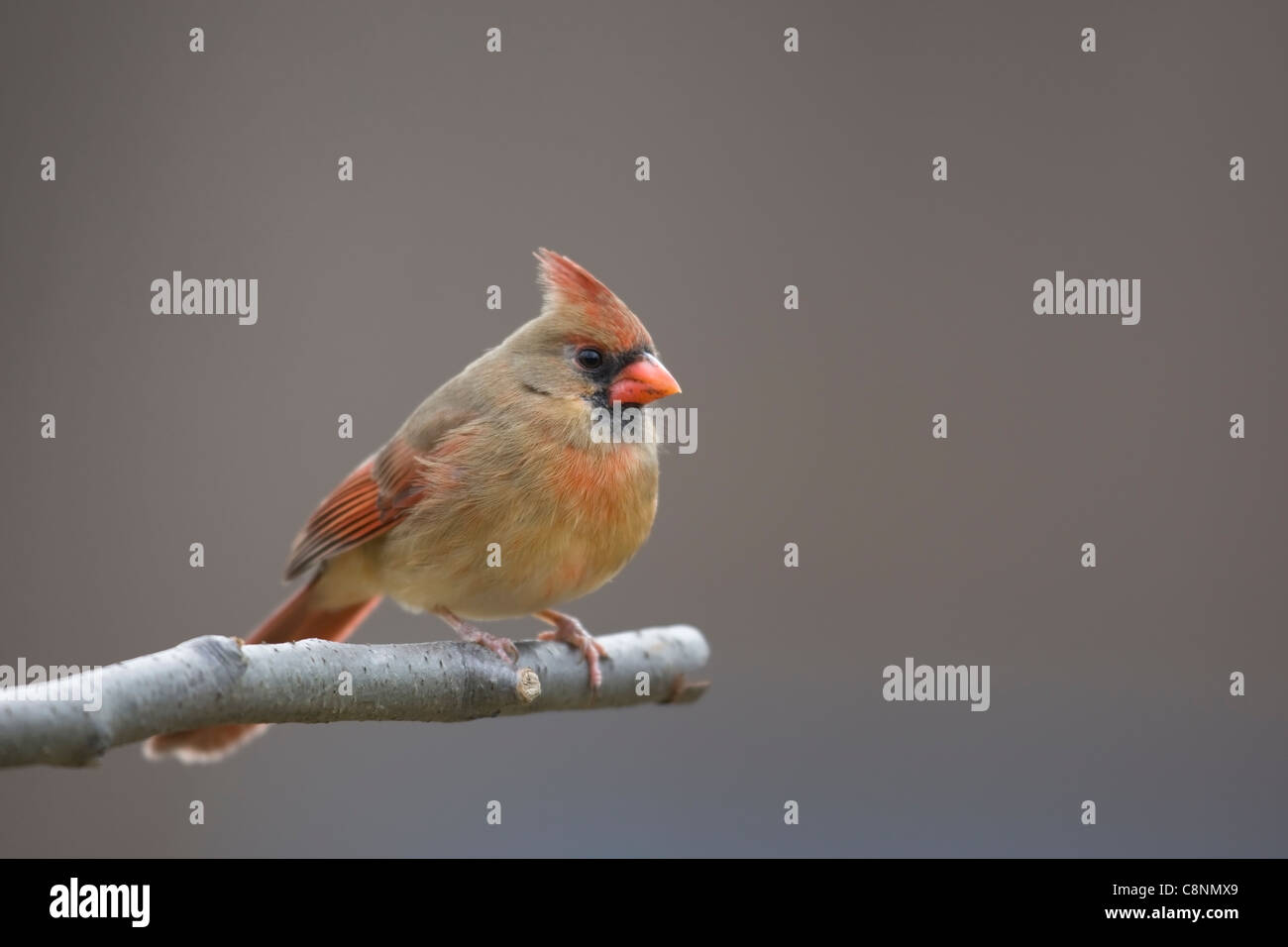 Northern Cardinal (Cardinalis cardinalis cardinalis), Common subspecies ...