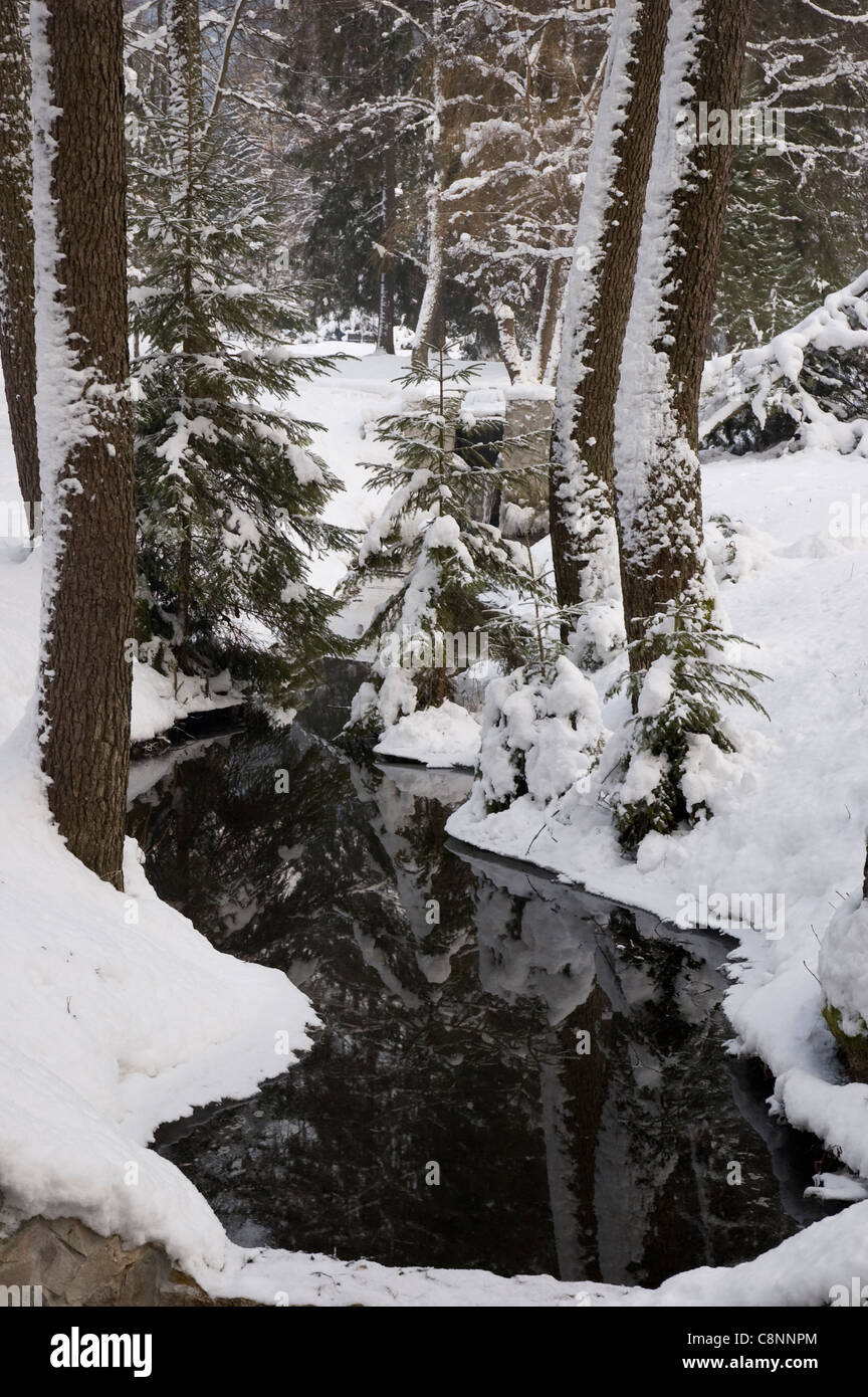 A small brook in wood covered by snow Stock Photo - Alamy
