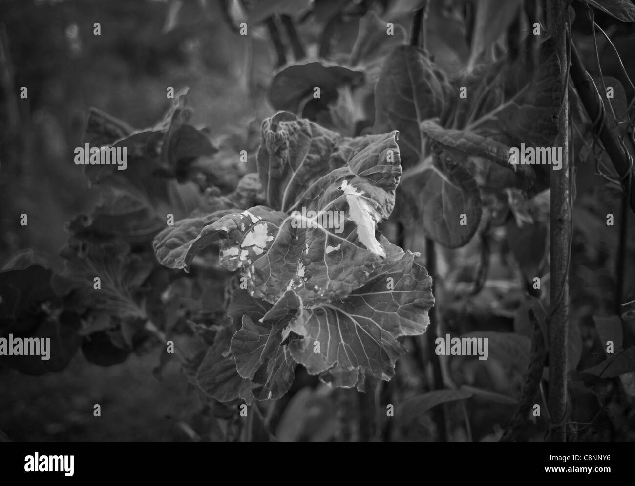 Vegetable Garden of Park de saint Cloud Cabbage head man Stock Photo ...