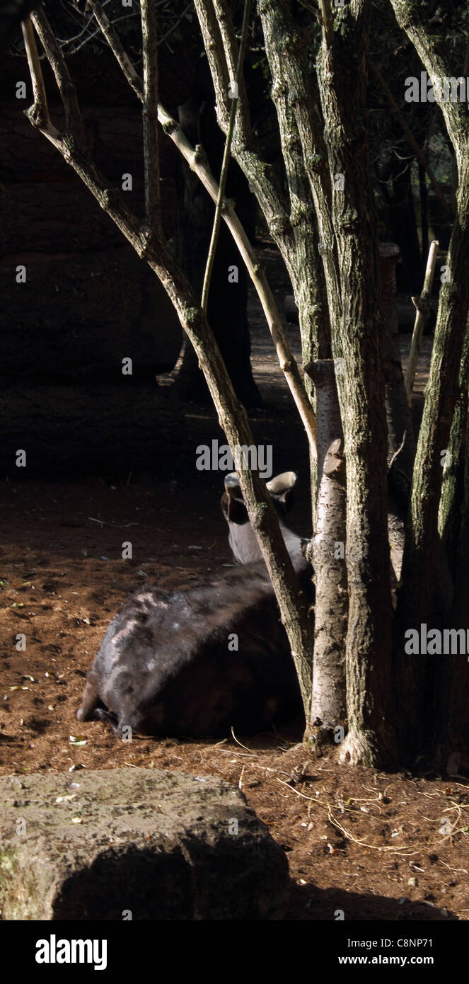 Wild goat behind a tree at London Zoo, UK Stock Photo - Alamy