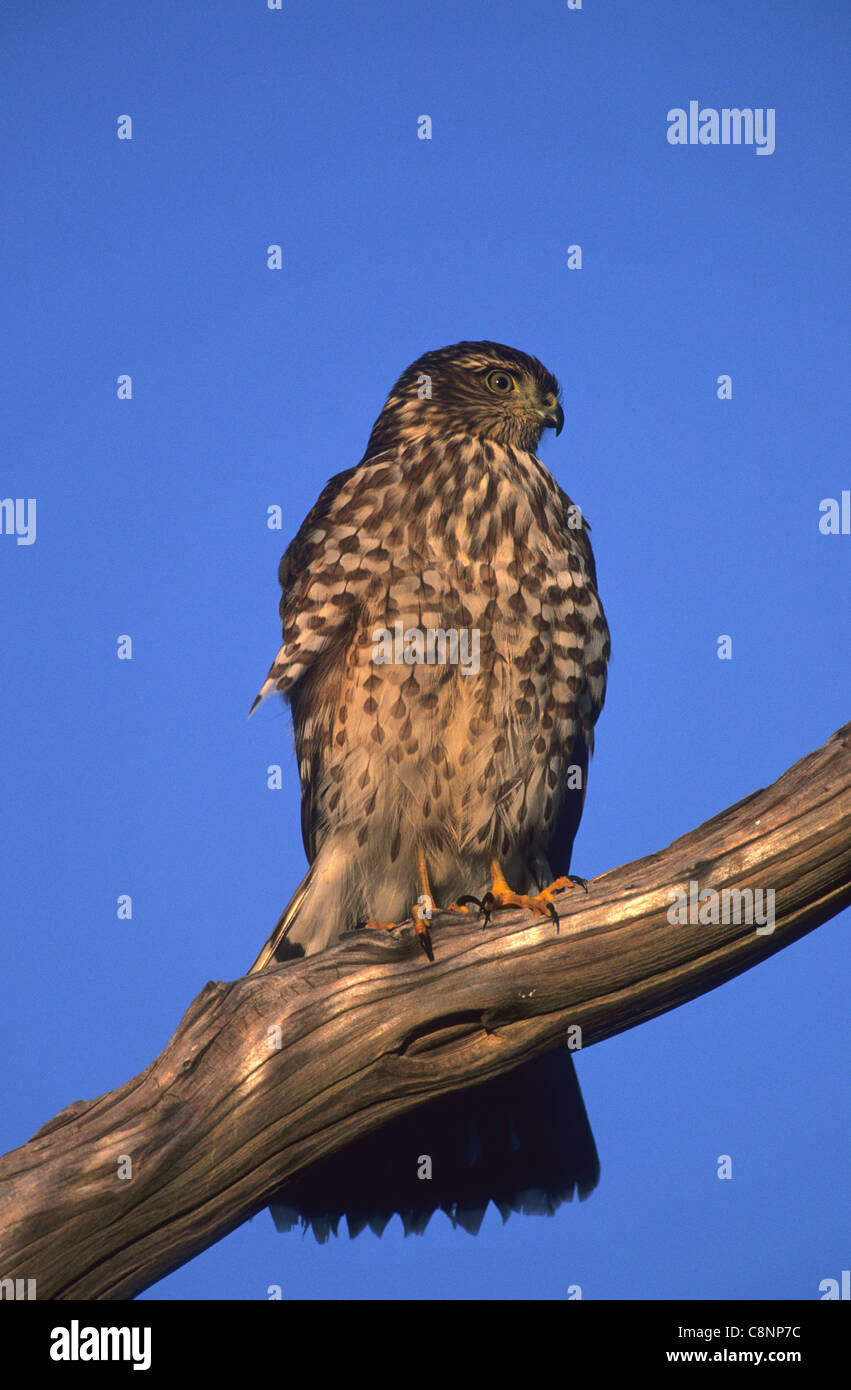 Juvenile sharp shinned hawk hi-res stock photography and images - Alamy