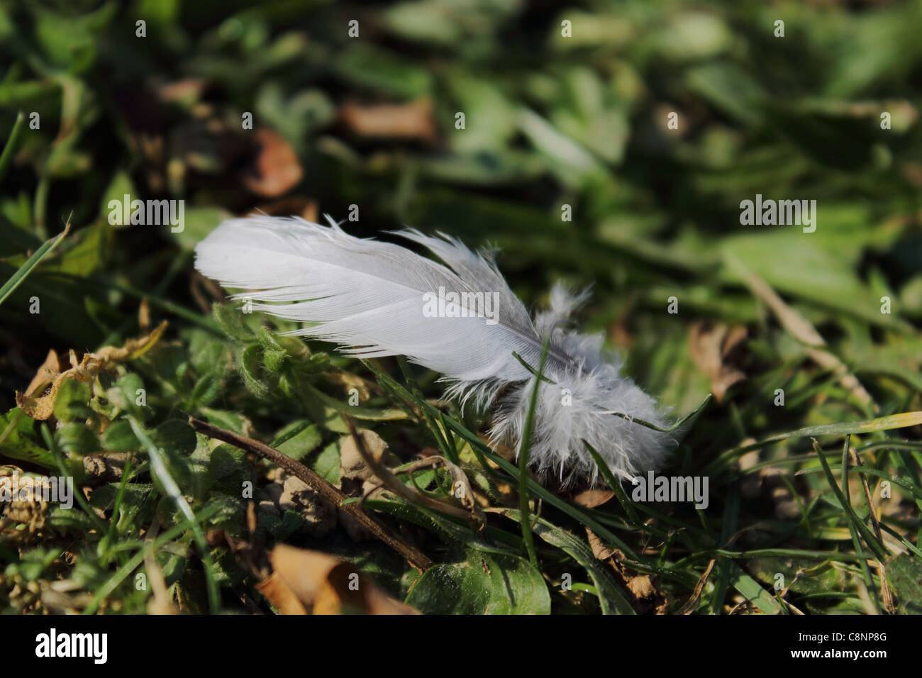 Goose feather hi-res stock photography and images - Alamy