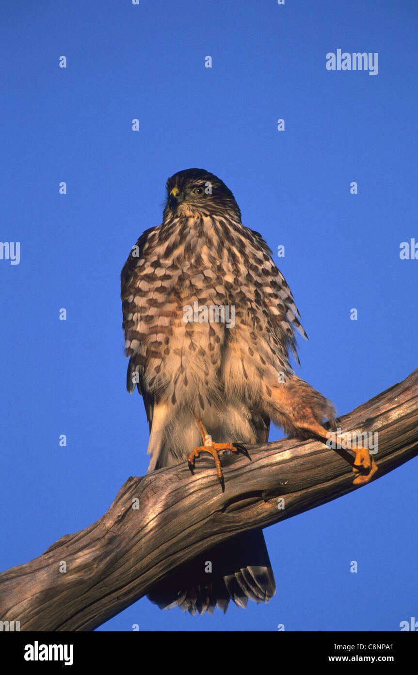 Juvenile sharp shinned hawk hi-res stock photography and images - Alamy