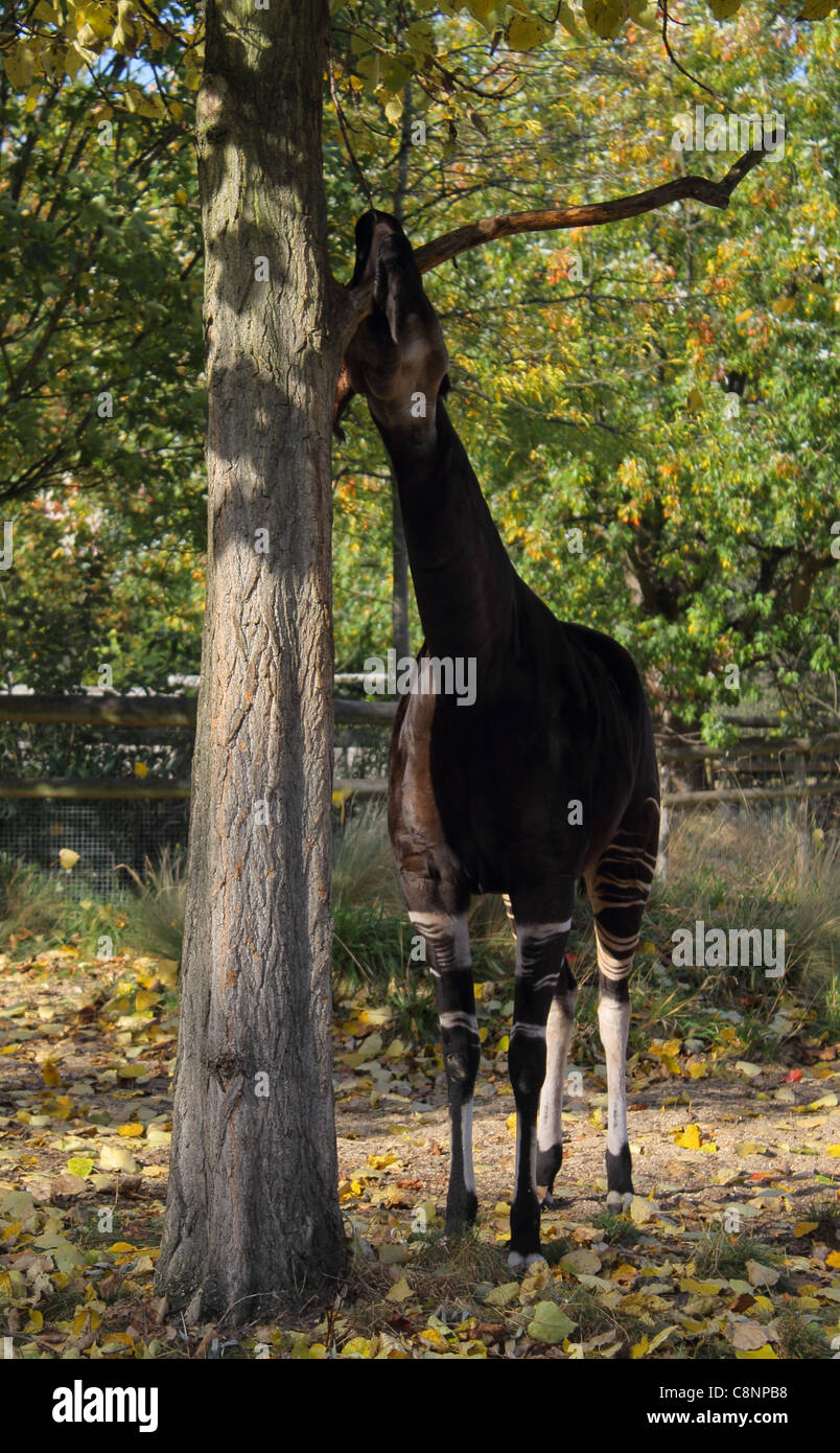 Okapi next to the tree at London Zoo, Uk Stock Photo - Alamy
