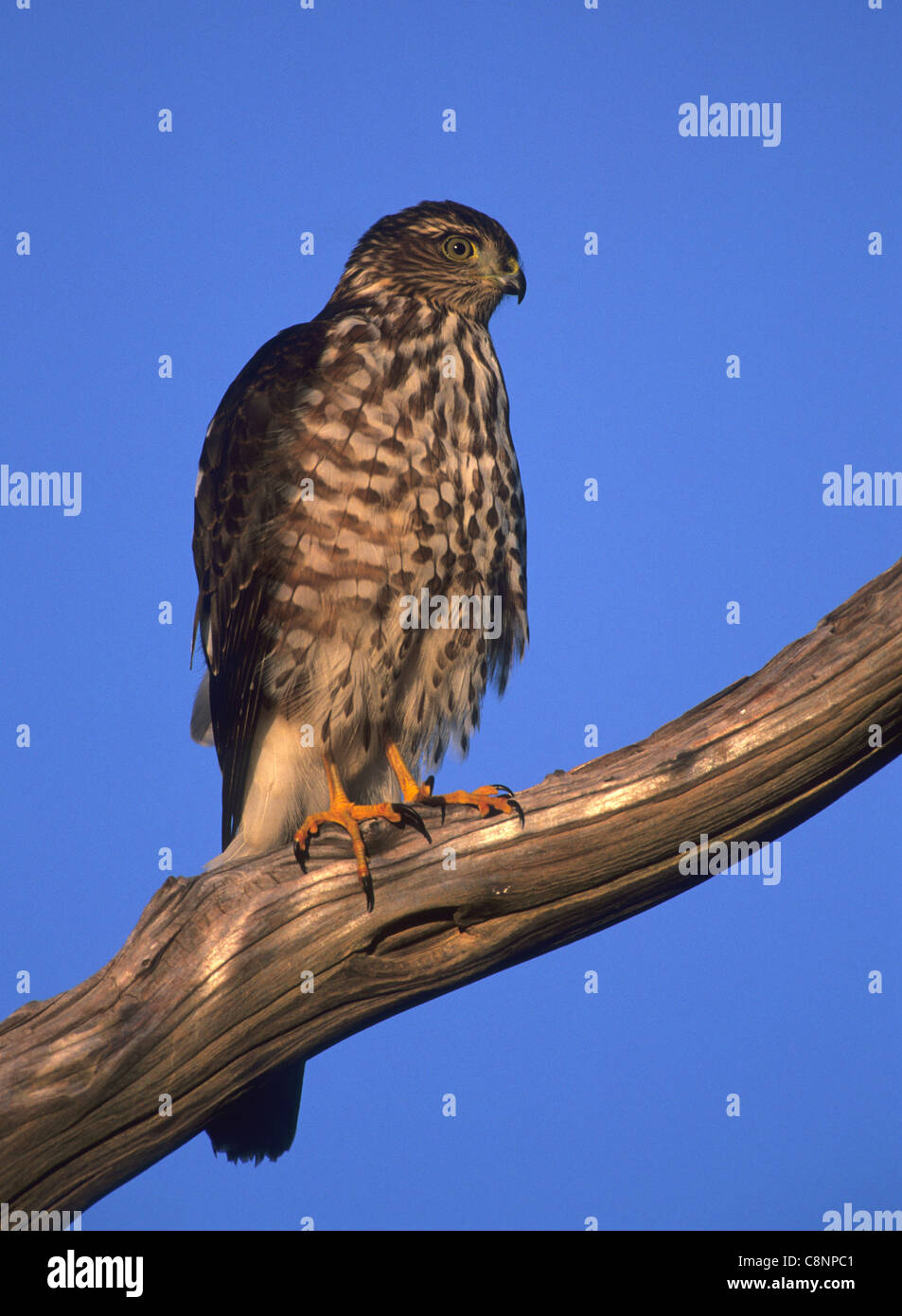 Accipiter Striatus Stock Photos & Accipiter Striatus Stock Images - Alamy
