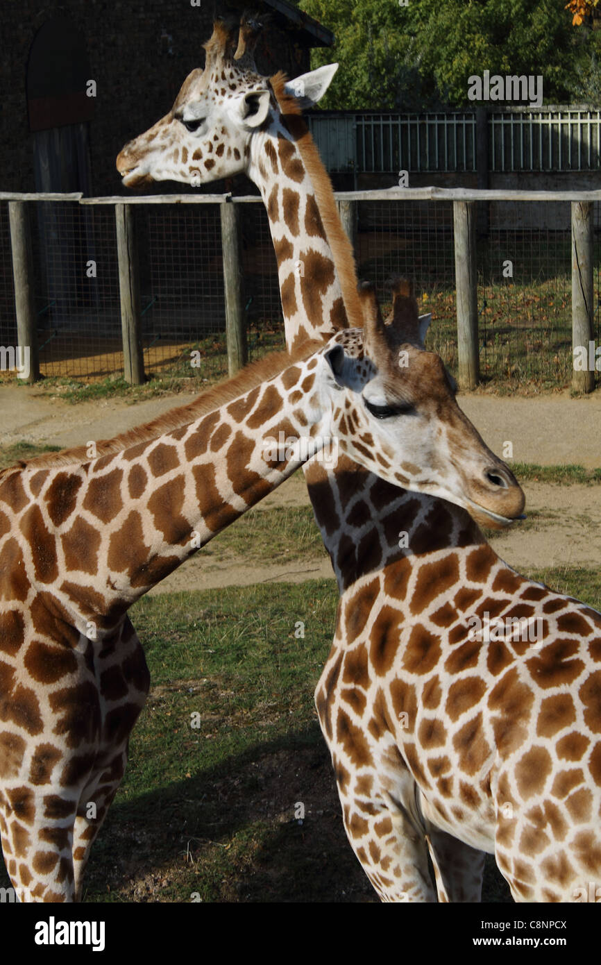 Two giraffes, profile, London Zoo, London, UK Stock Photo - Alamy