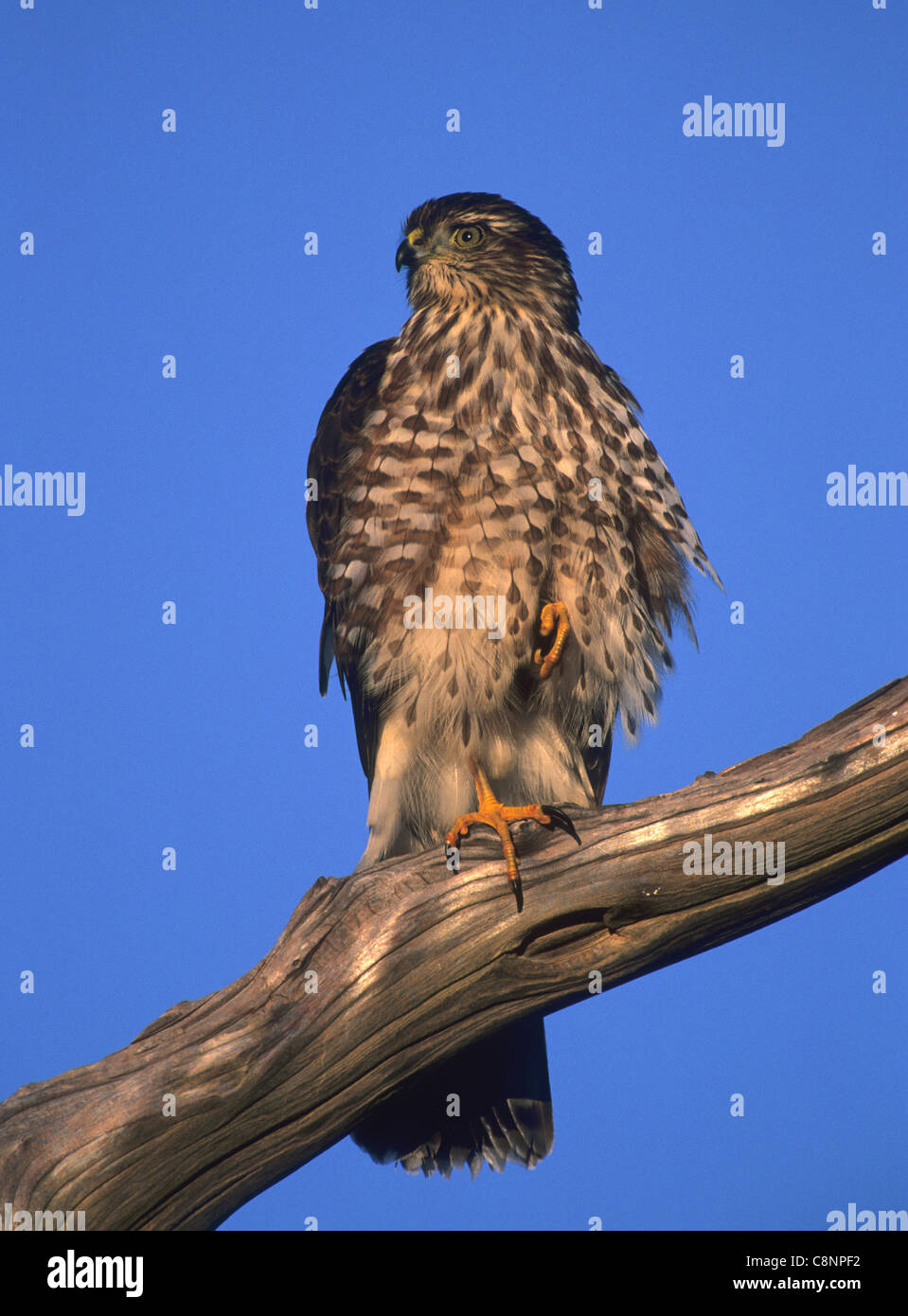 Female sharp shinned hawk hi-res stock photography and images - Alamy