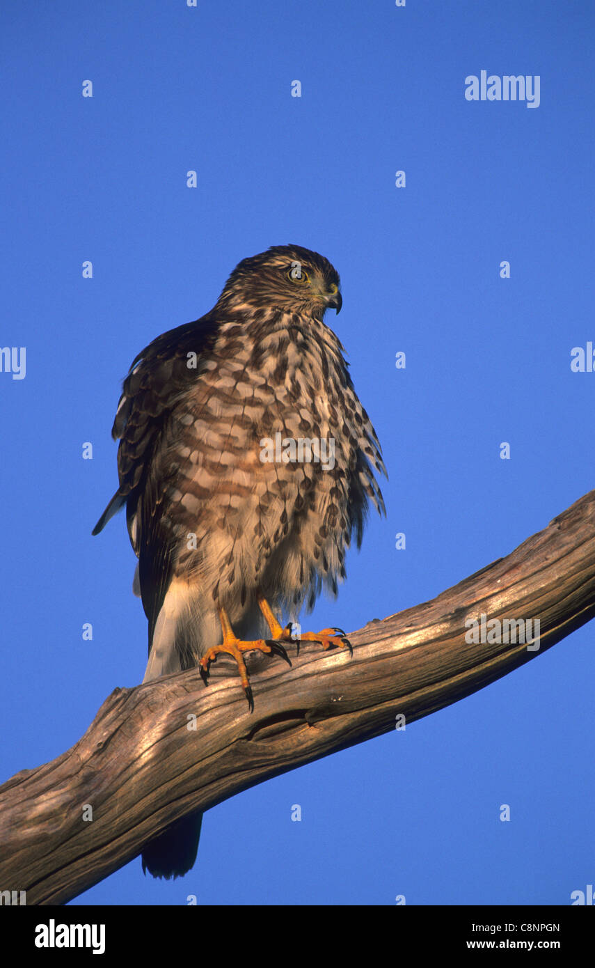 Sharp-Shinned Hawk (Accipiter striatus) juvenile female Cape May New ...