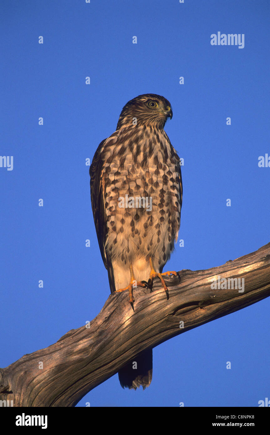 Female sharp shinned hawk hi-res stock photography and images - Alamy