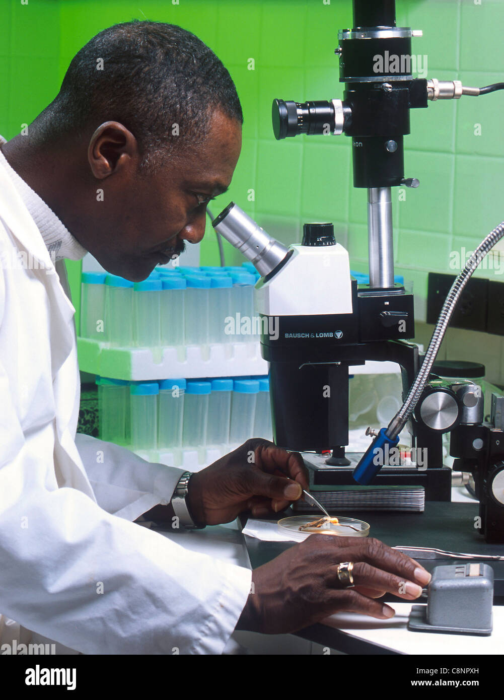 Blacklegged tick nymphs hi-res stock photography and images - Alamy