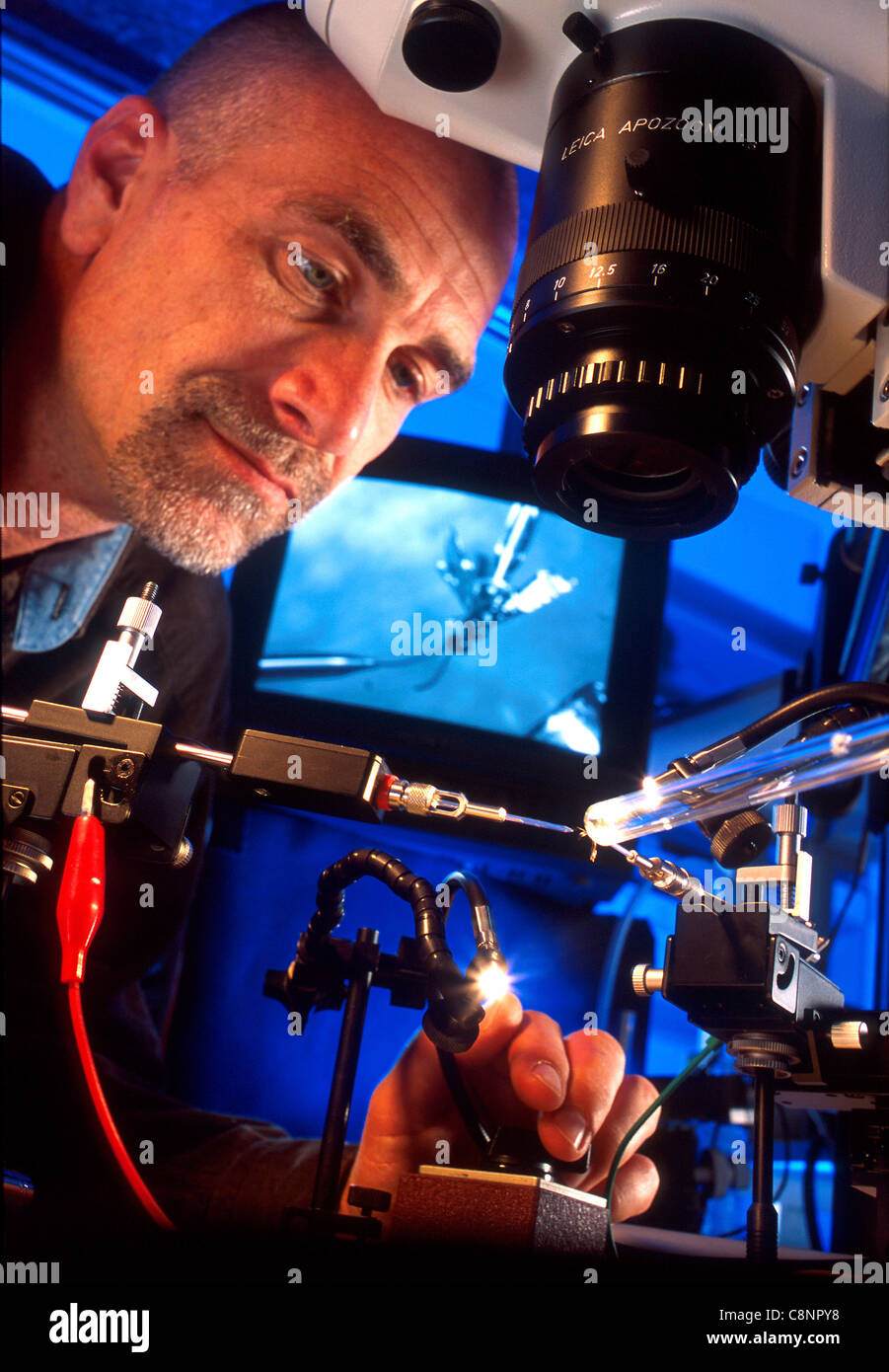 Entomologist Allard Coss prepares a sawfly antenna for Gas ...