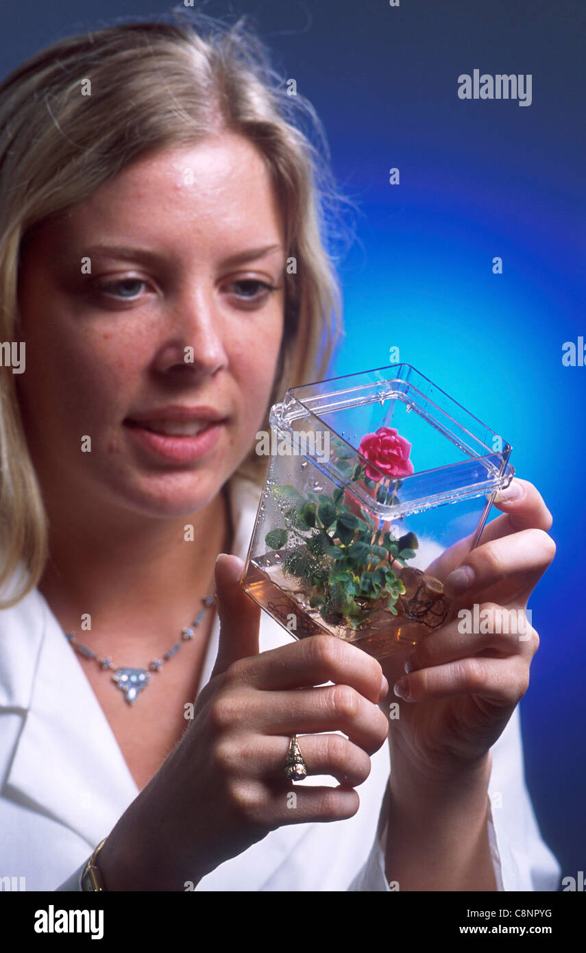 A Laboratory Research Technician examines a rose plant that began as ...