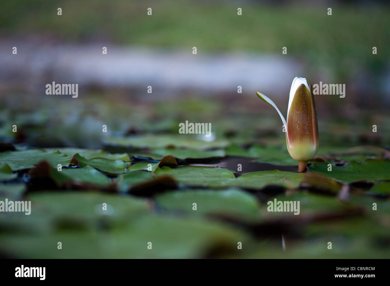 Lily pads in a pond Stock Photo - Alamy