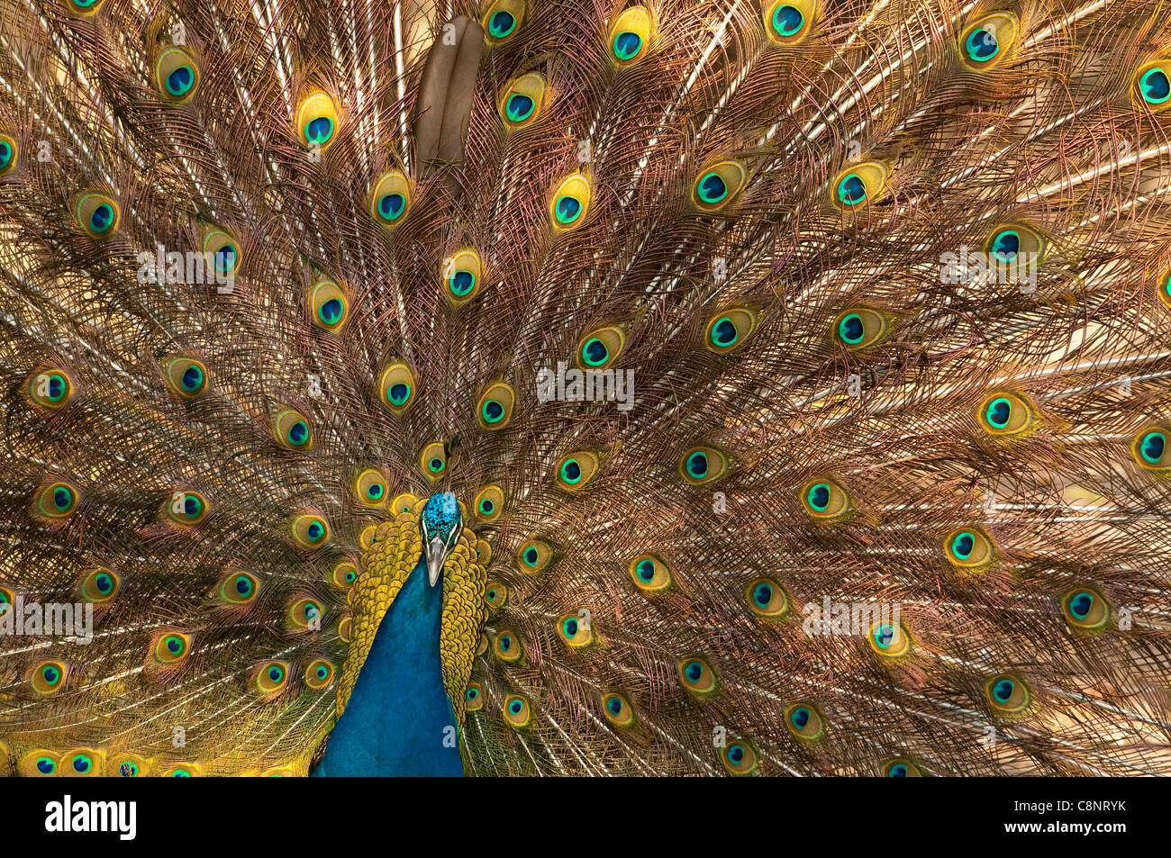 Peacock colors hi-res stock photography and images - Alamy