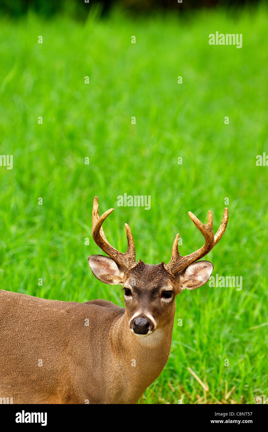 Deer with one antler hi-res stock photography and images - Alamy