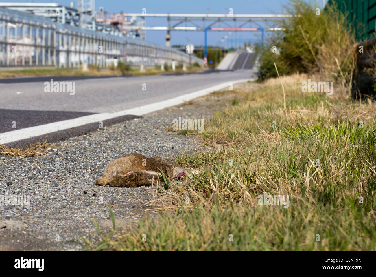 Road kill rabbit dead hi-res stock photography and images - Alamy